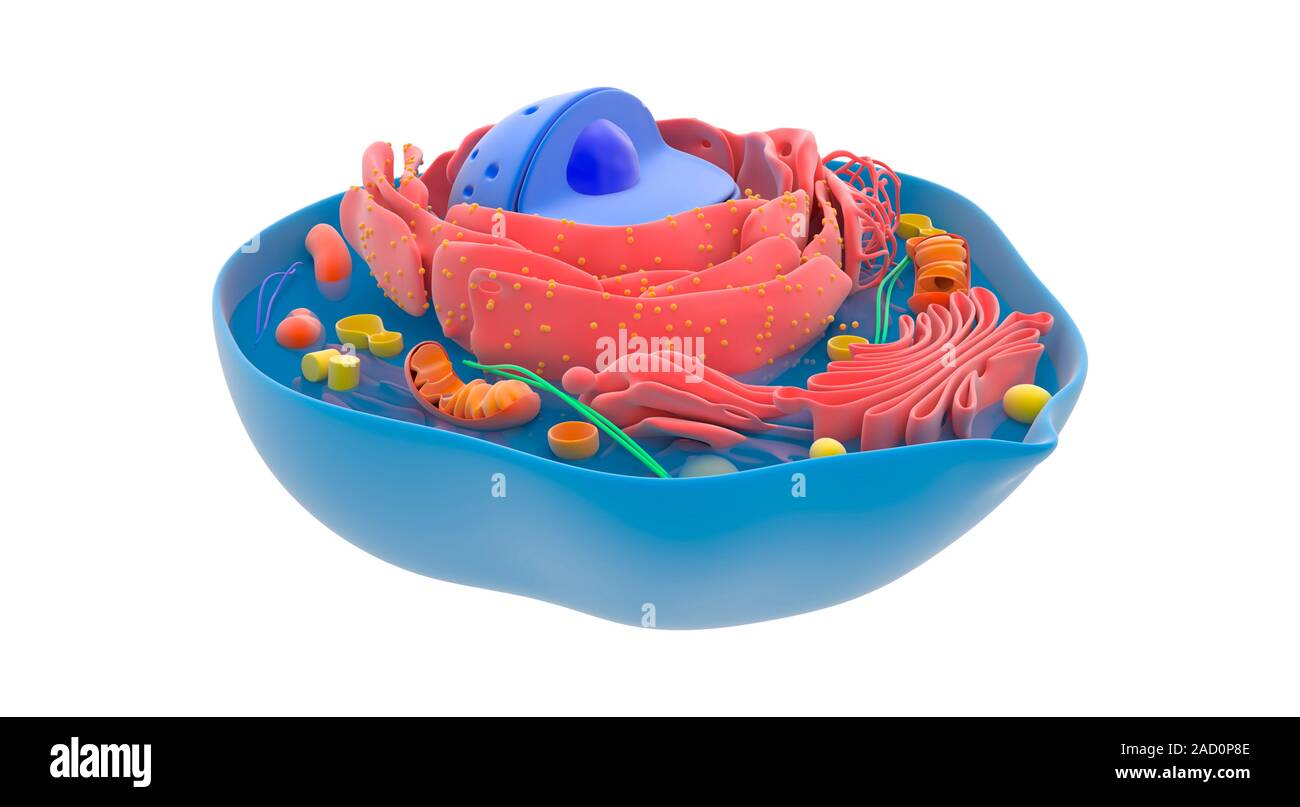 Animal cell components and organelles, illustration. The cell is ...