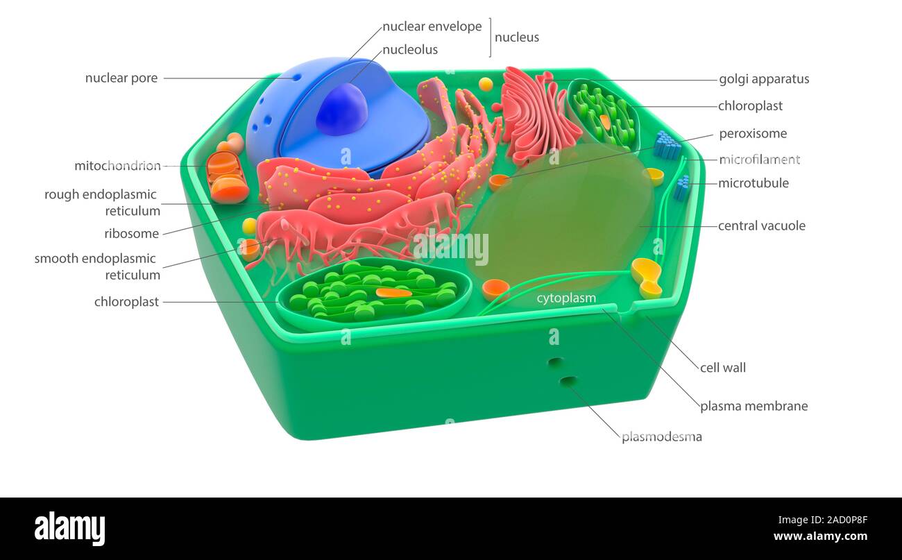Plant cell components and organelles, illustration. The cell wall (dark ...
