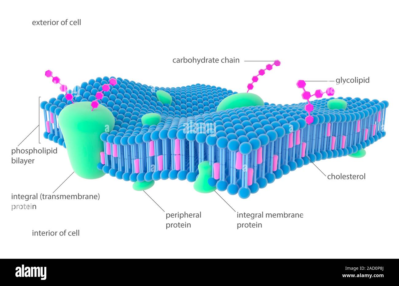 Plasma membrane. Illustration of the structure of the plasma membrane ...