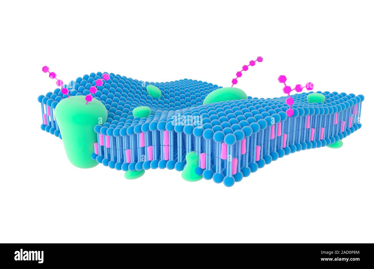 Plasma membrane. Illustration of the structure of the plasma membrane ...