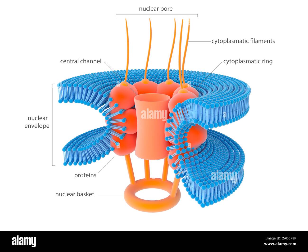 Nuclear membrane pore. Illustration of the structure of a pore in the ...