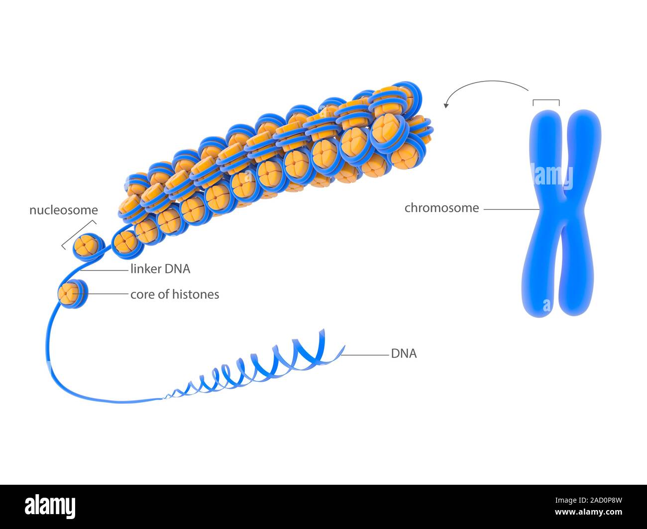Cellular packaging of DNA. Illustration of the packaging of ...