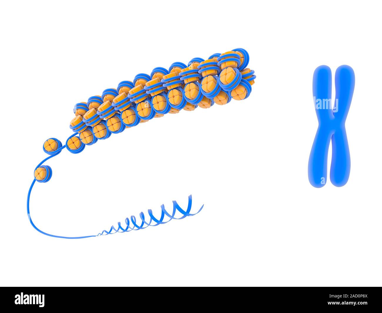 Cellular packaging of DNA. Illustration of the packaging of ...