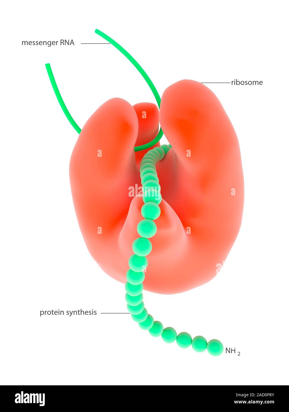 Ribosome protein synthesis. Illustration of a protein (green chain ...