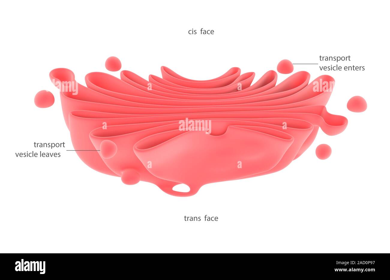 Golgi apparatus. Illustration of the structure of the Golgi apparatus ...