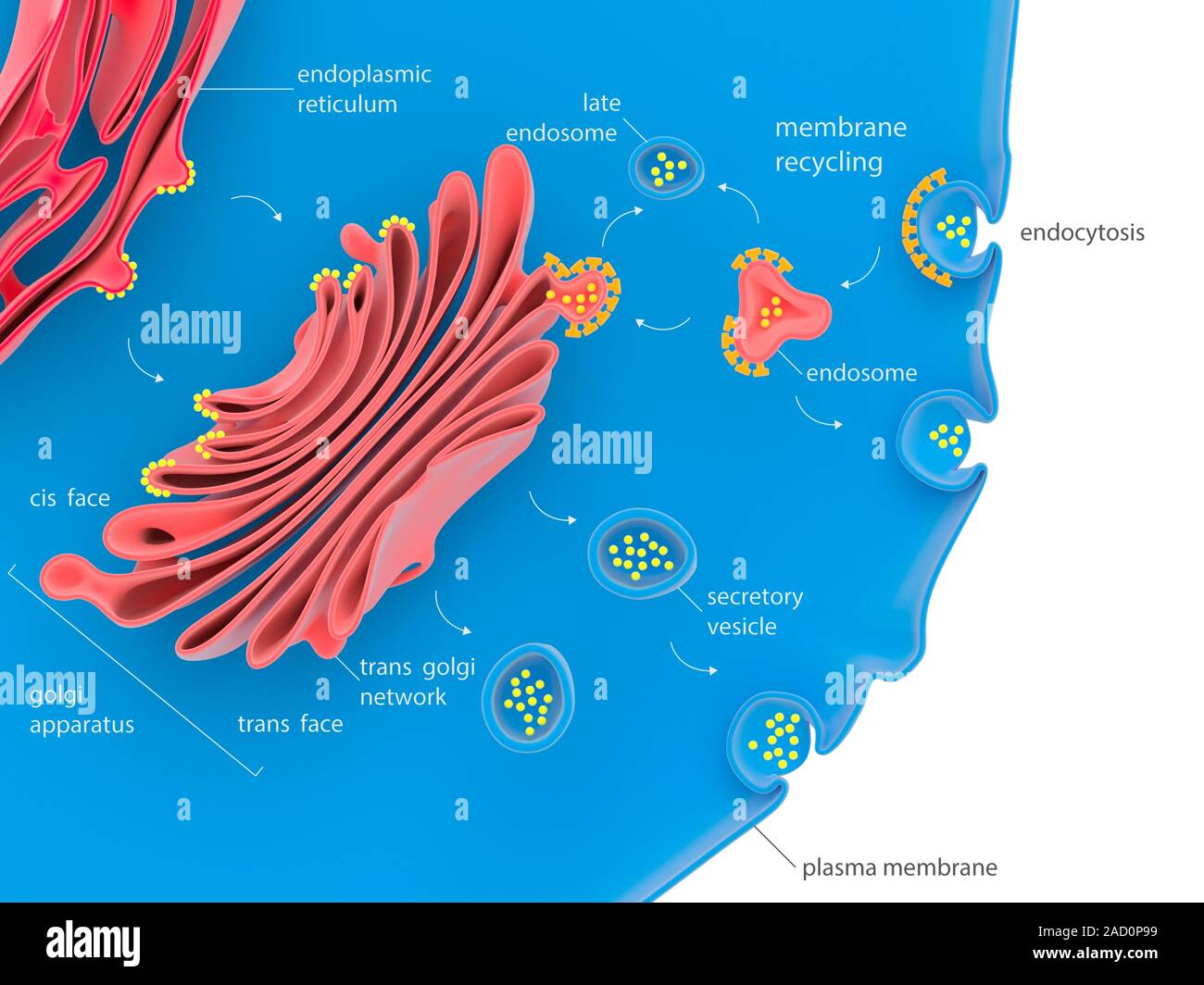 Cellular protein transport. Illustration of the processes involved in ...