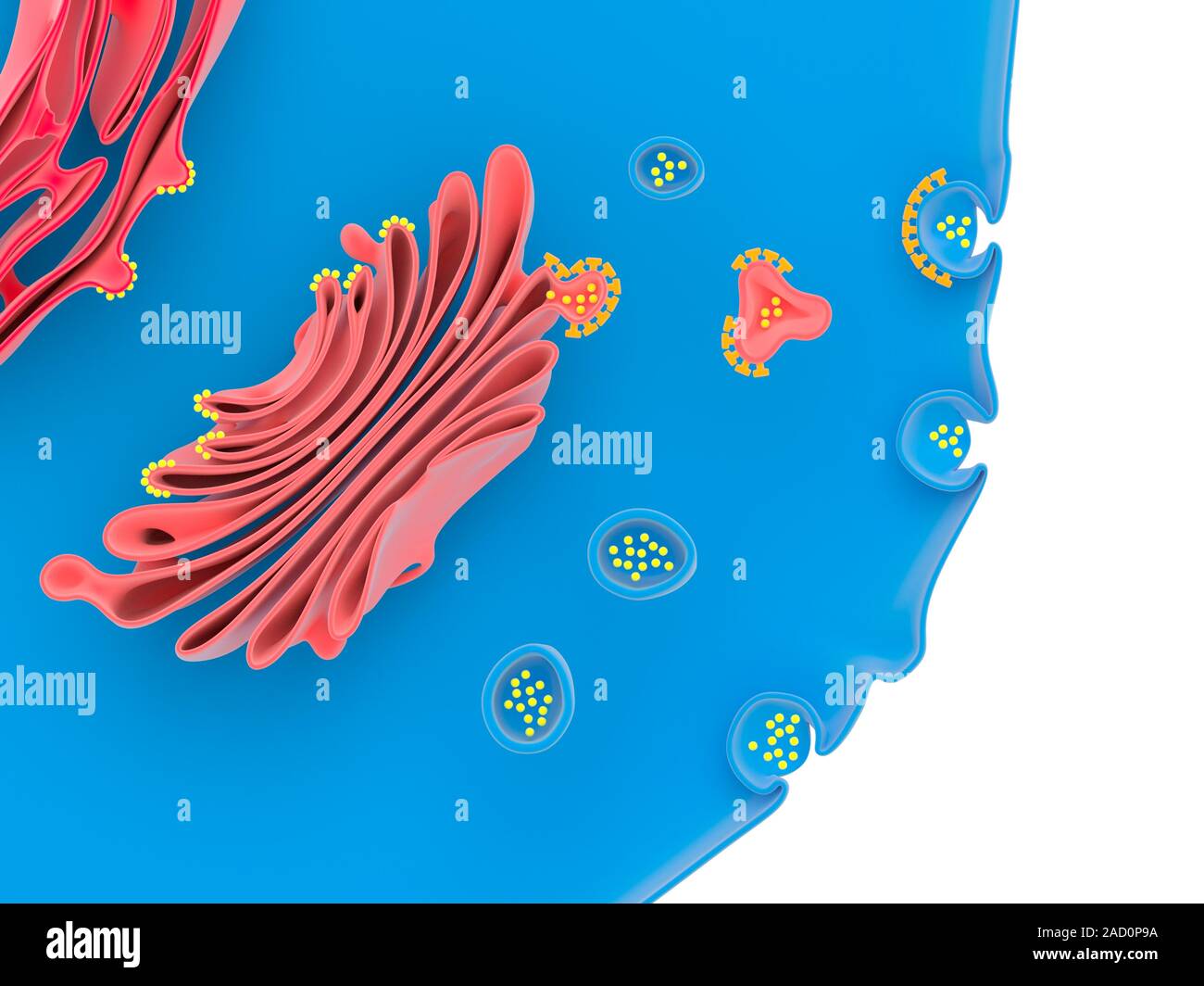Cellular protein transport. Illustration of the processes involved in ...