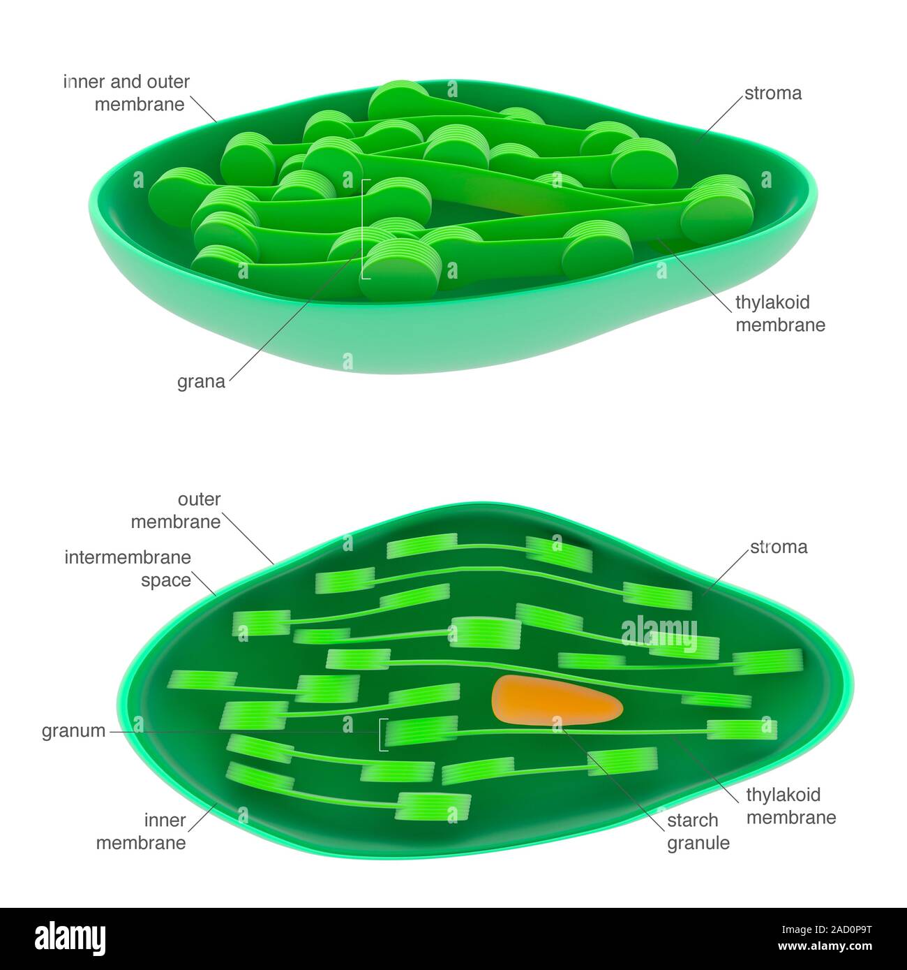 Chloroplast. Illustration of the internal structure of a chloroplast ...