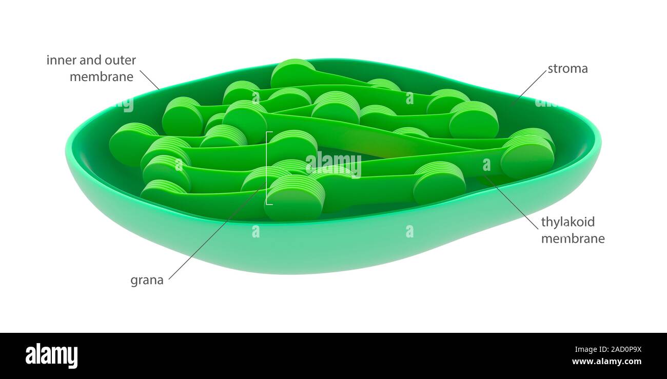 Chloroplast Illustration Of The Internal Structure Of A Chloroplast The Organelle In Plant