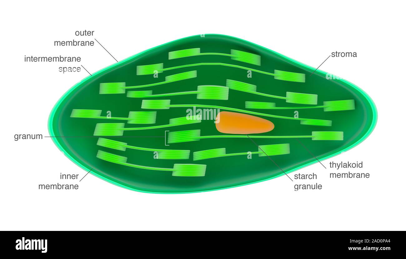 Chloroplast. Illustration of the internal structure of a chloroplast ...