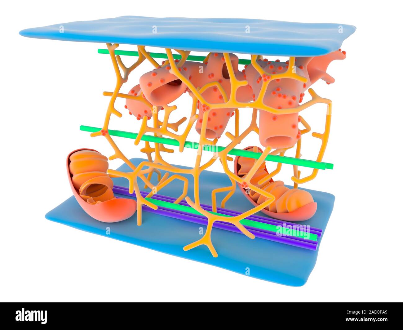 Cytoskeleton. Illustration showing the main elements of the ...