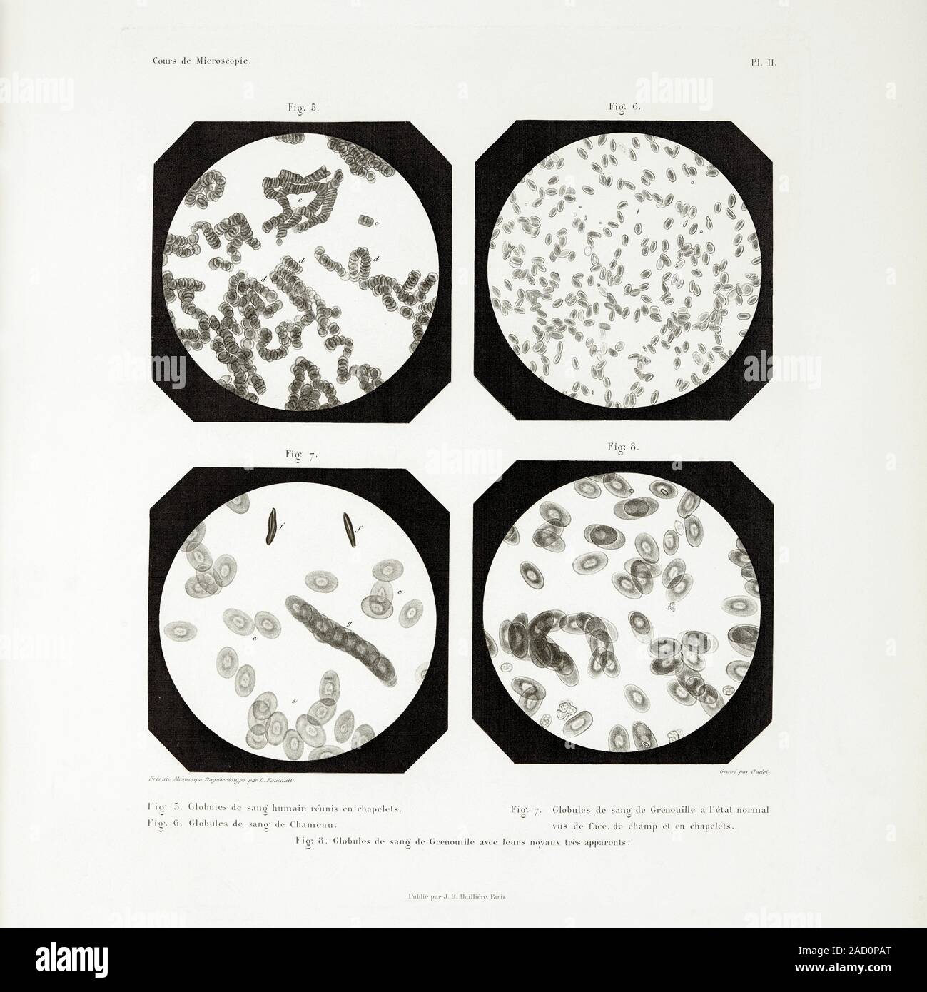 First ever photomicrographs, 1845. This image was published by Alfred ...