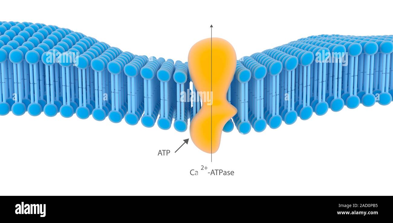 Active membrane transport. Illustration of the mechanism of primary ...