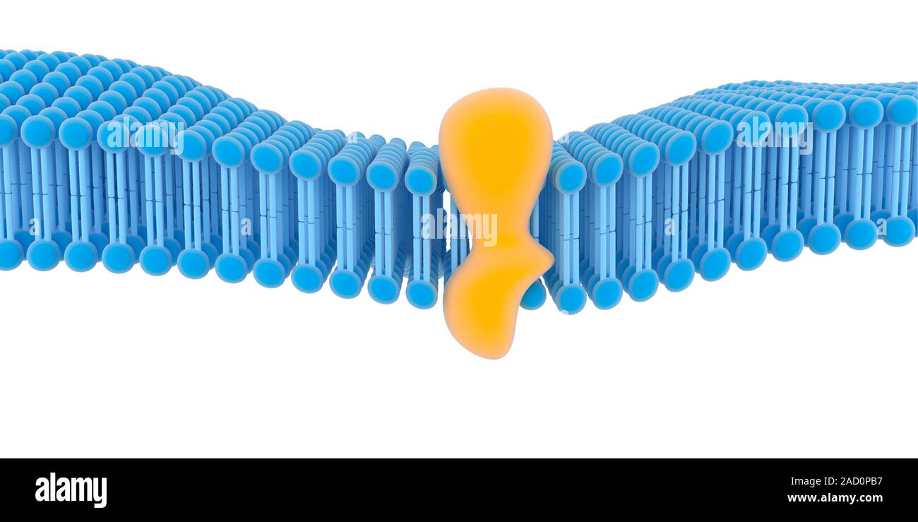Active membrane transport. Illustration showing a cell membrane ...