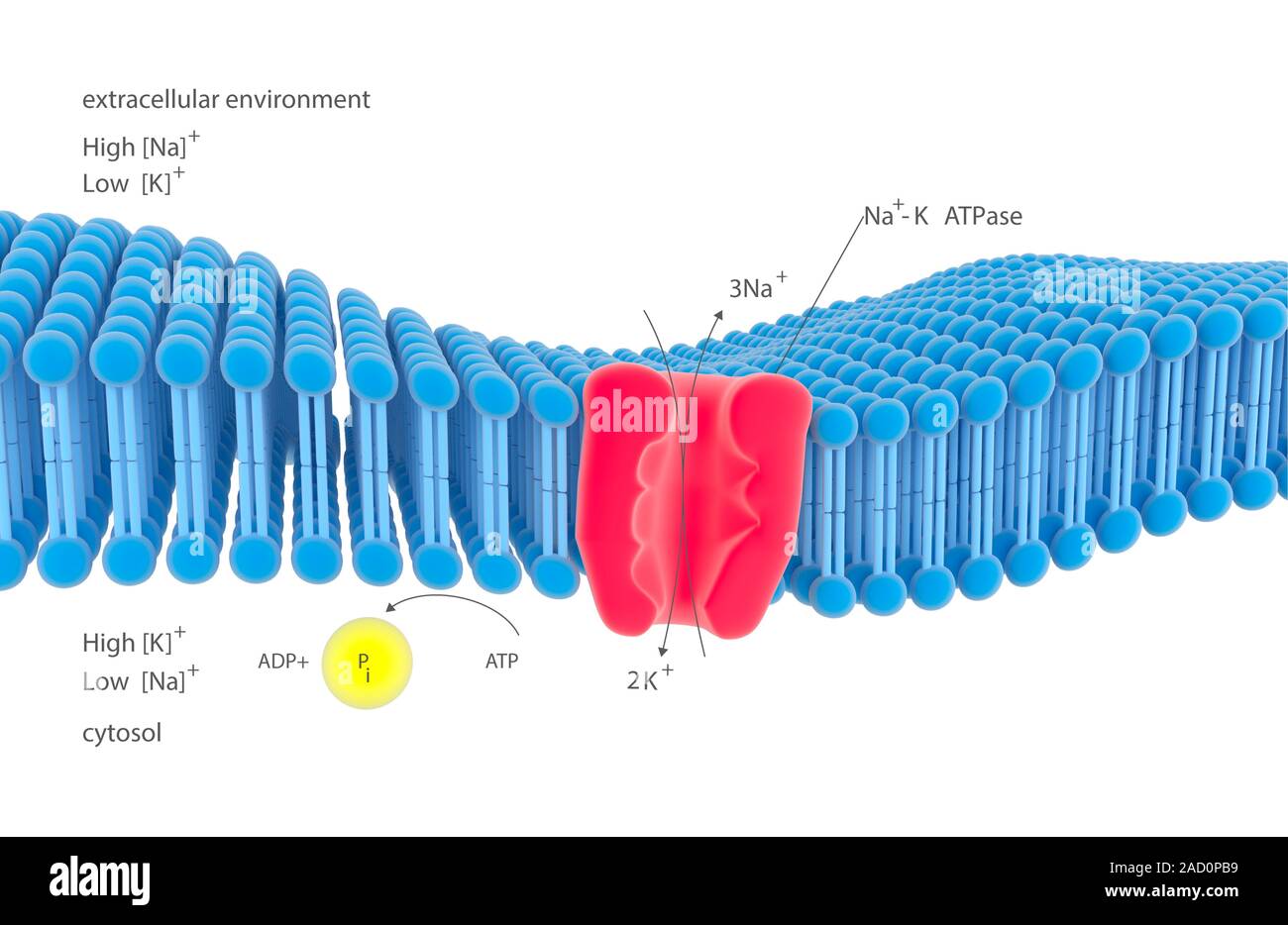 Na-K membrane ion pump. Illustration of how sodium (Na+) and potassium ...