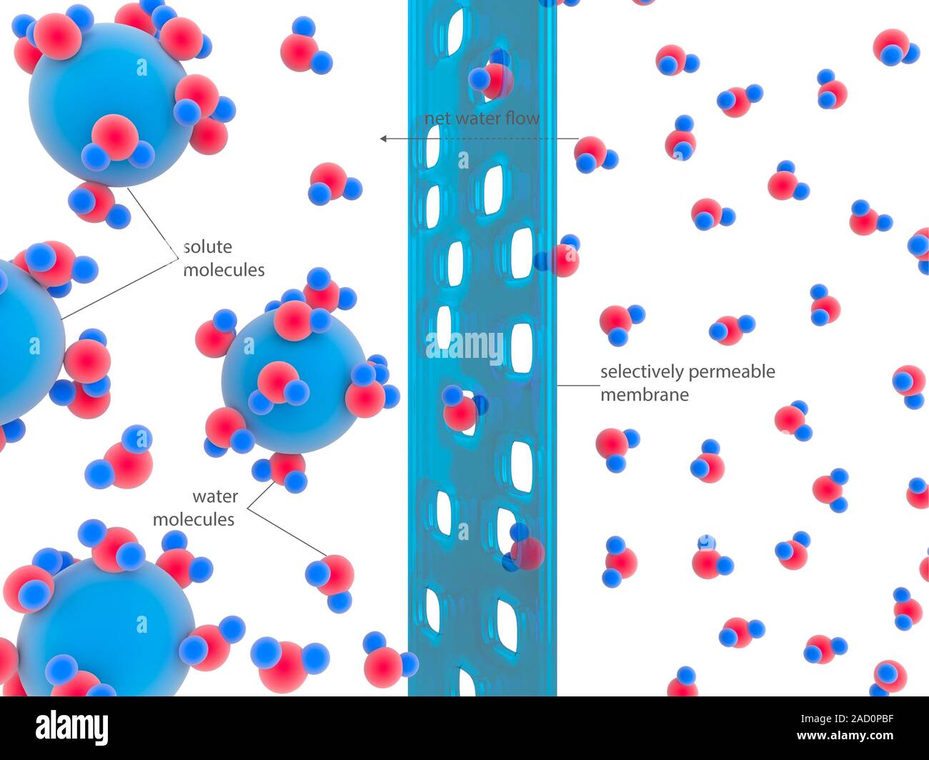 Water flow in osmosis. Illustration of the phenomenon of osmosis, the ...