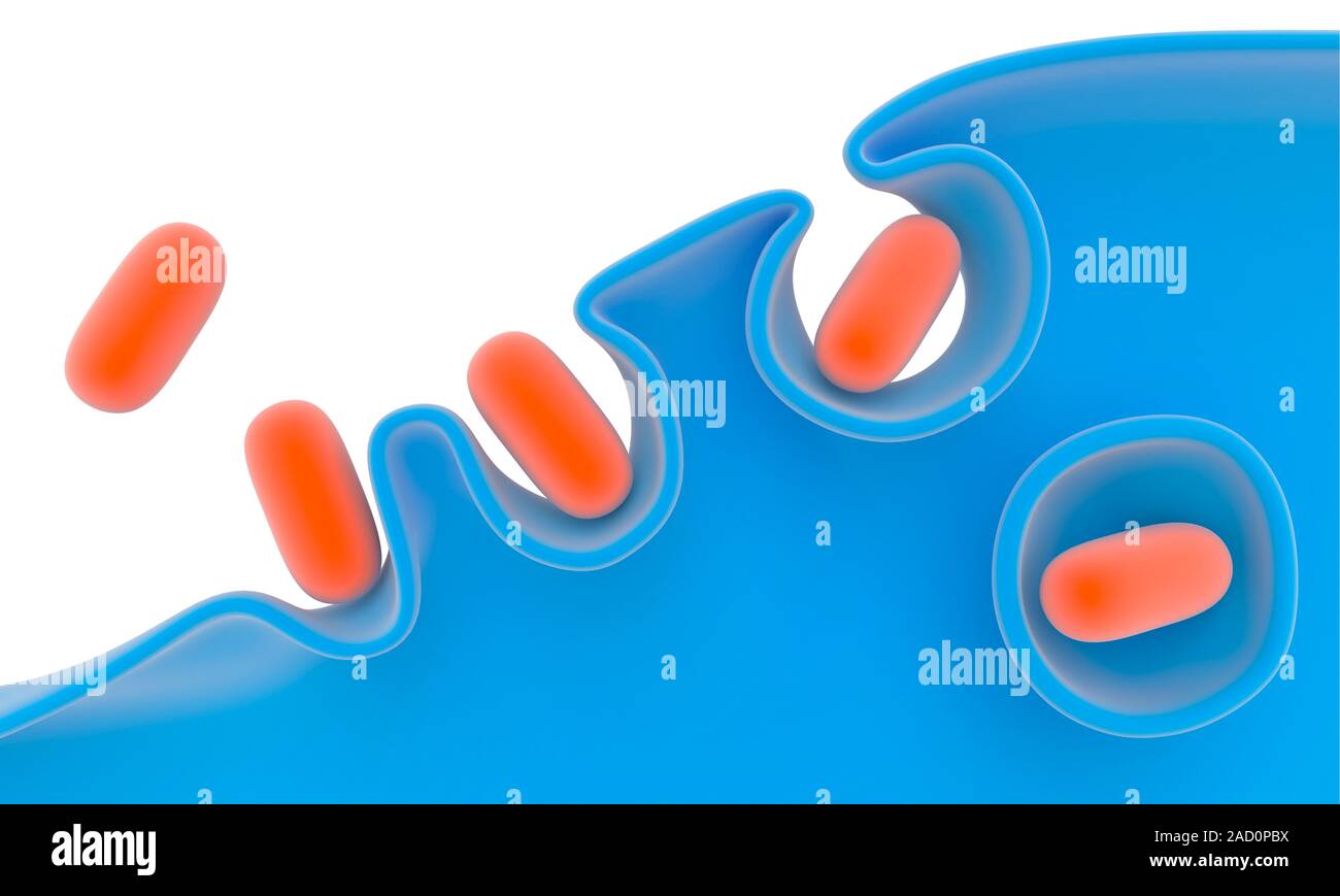 Phagocytosis. Illustration of the process of phagocytosis, by which ...