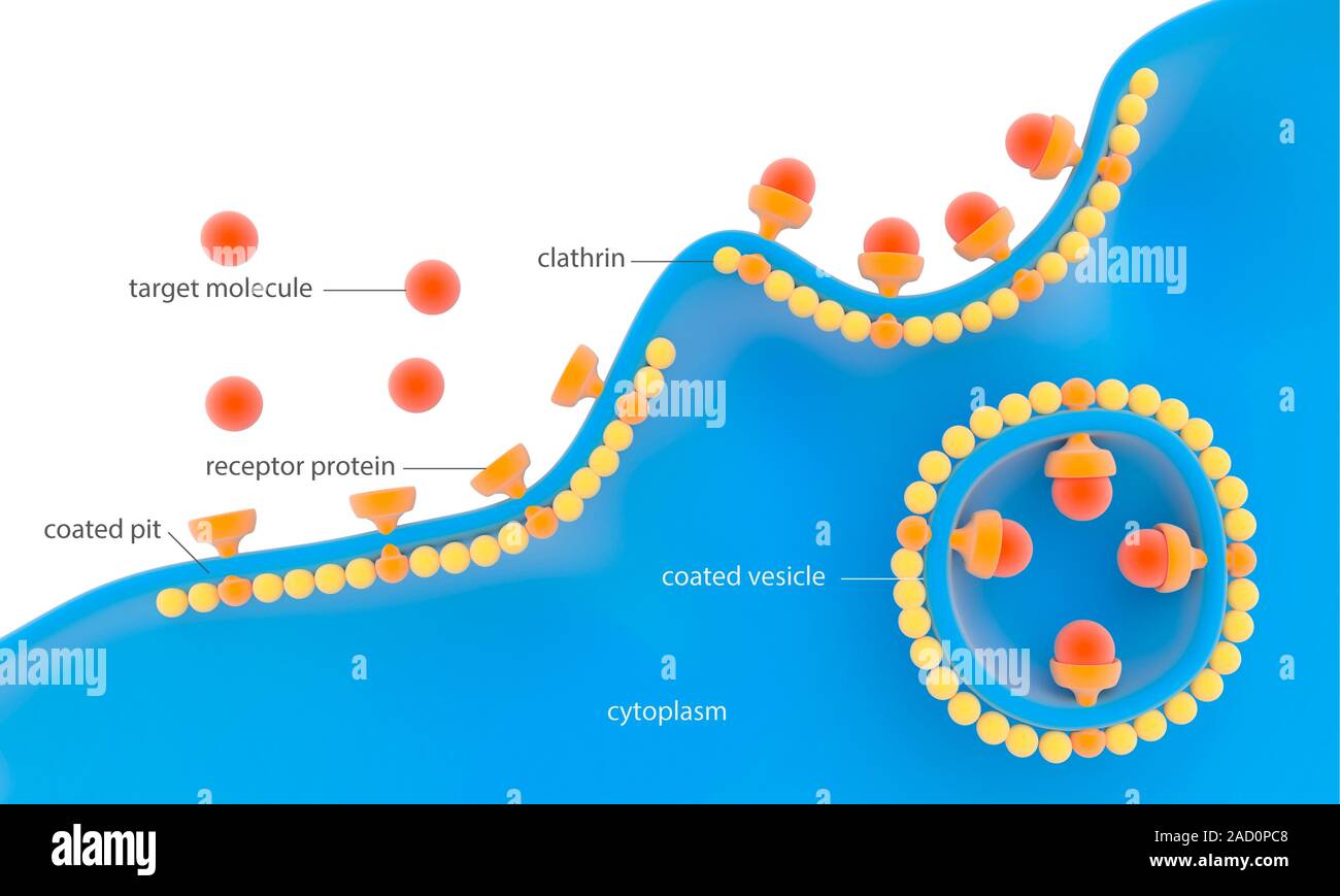 Receptor-based endocytosis. Illustration of receptor-mediated ...