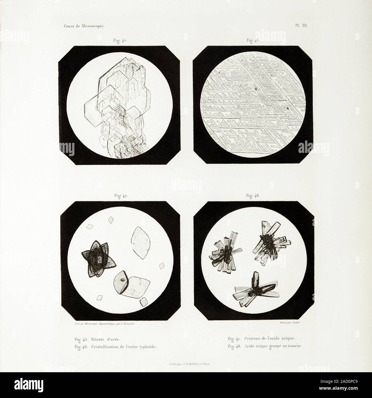 First ever photomicrographs, 1845. This image was published by Alfred ...