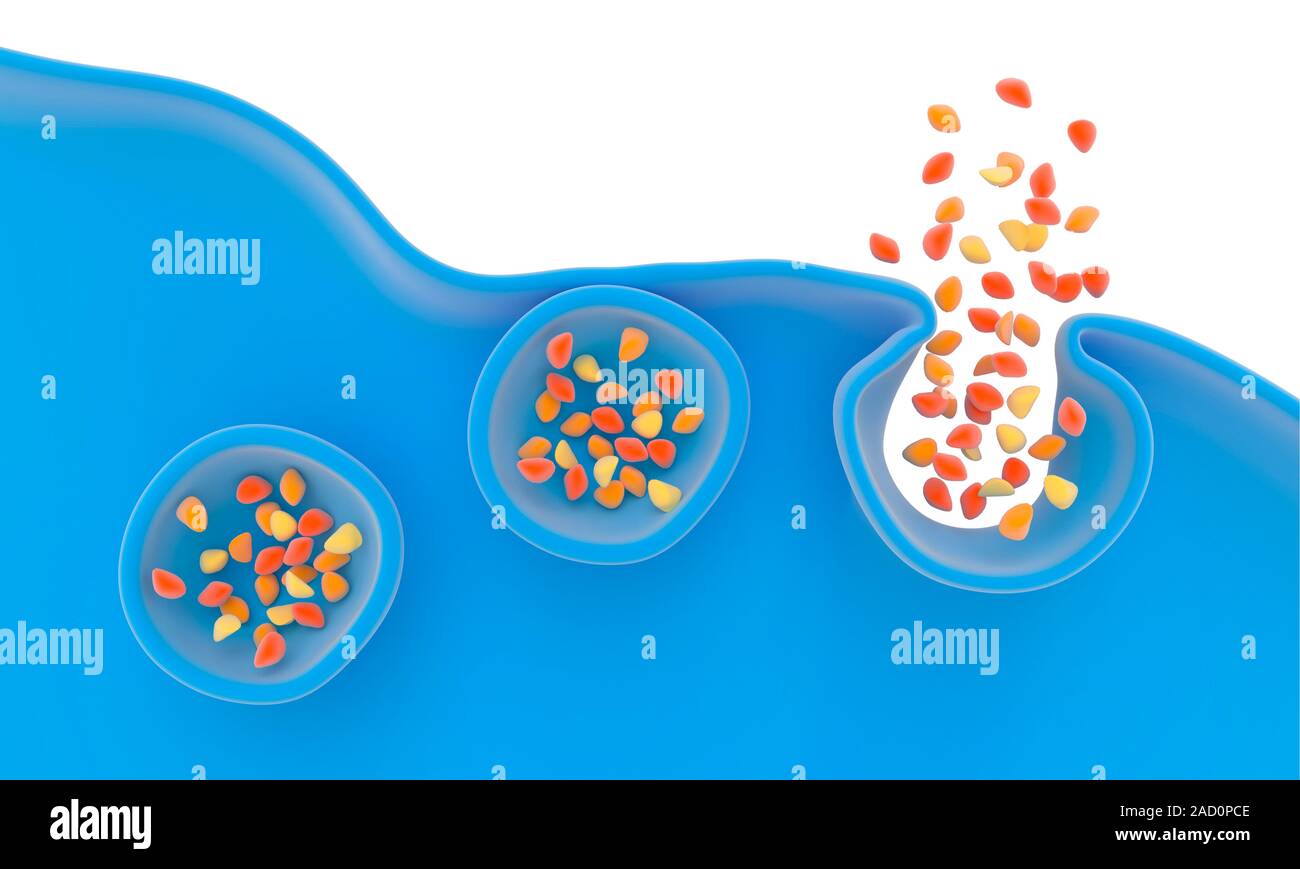 Exocytosis. Illustration of exocytosis, where substances produced or ...