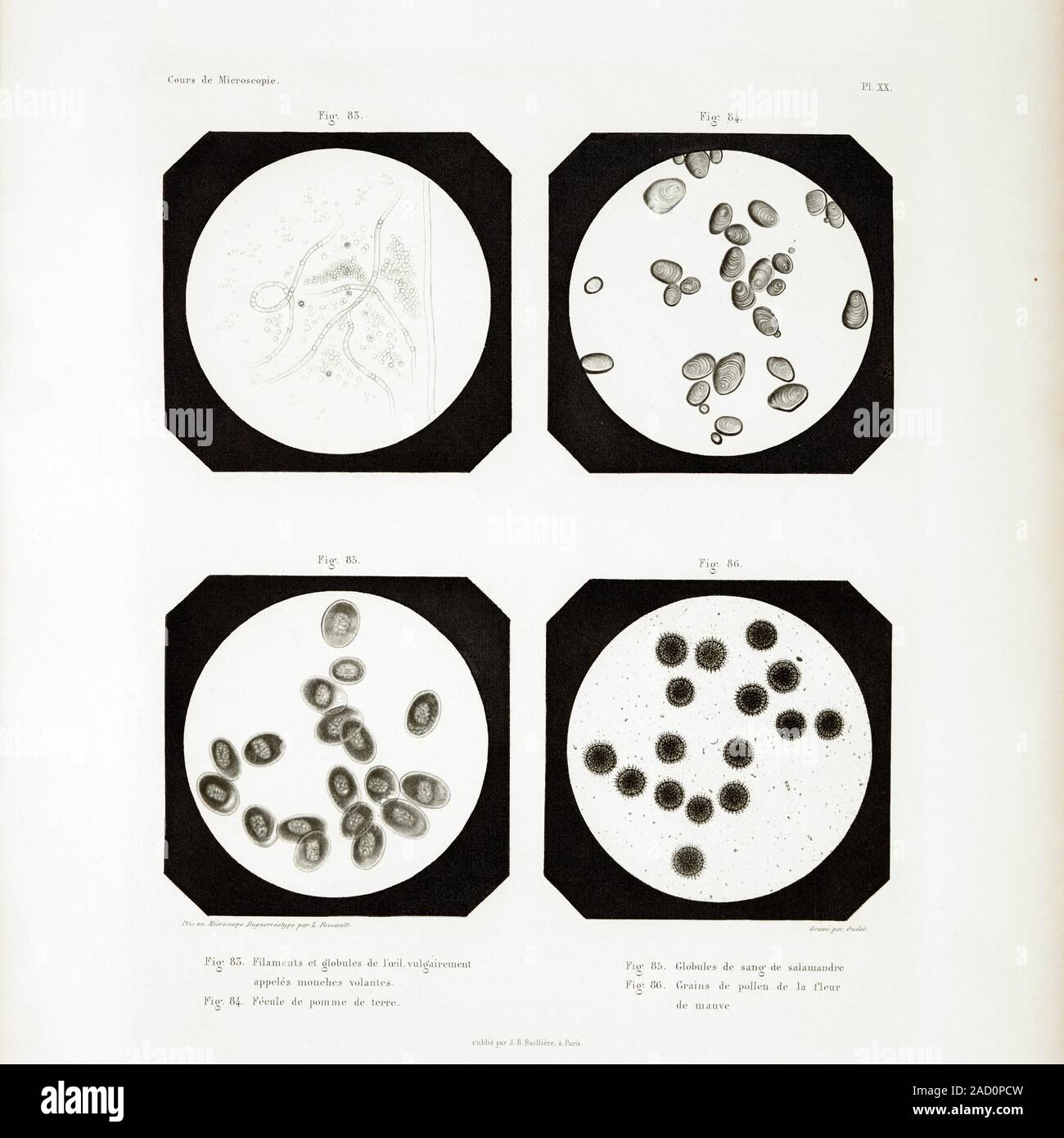 First ever photomicrographs, 1845. This image was published by Alfred ...