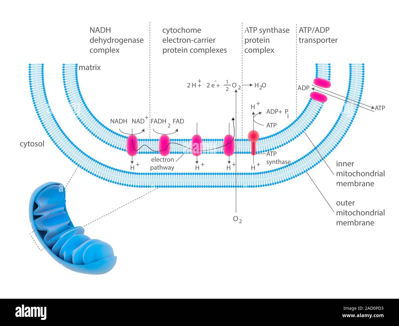 Electron transport system. Illustration of inner mitochondrial membrane ...