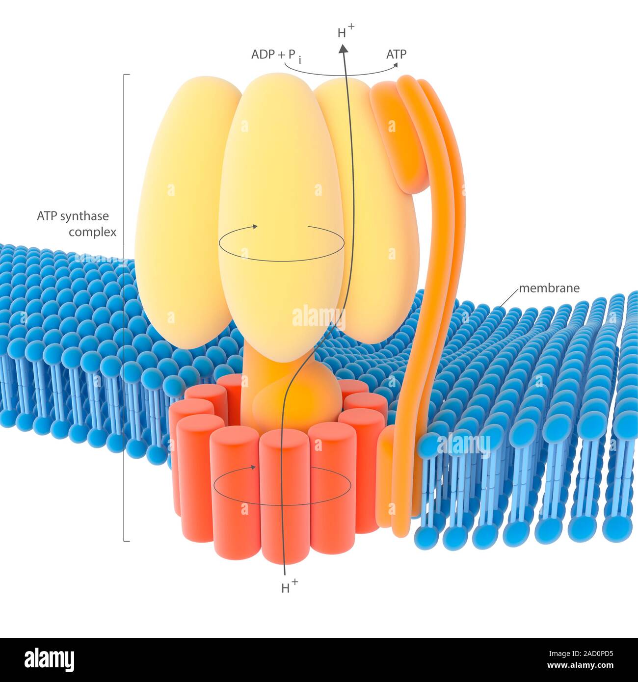 ATP synthase enzyme complex. Illustration of the enzyme complex that ...
