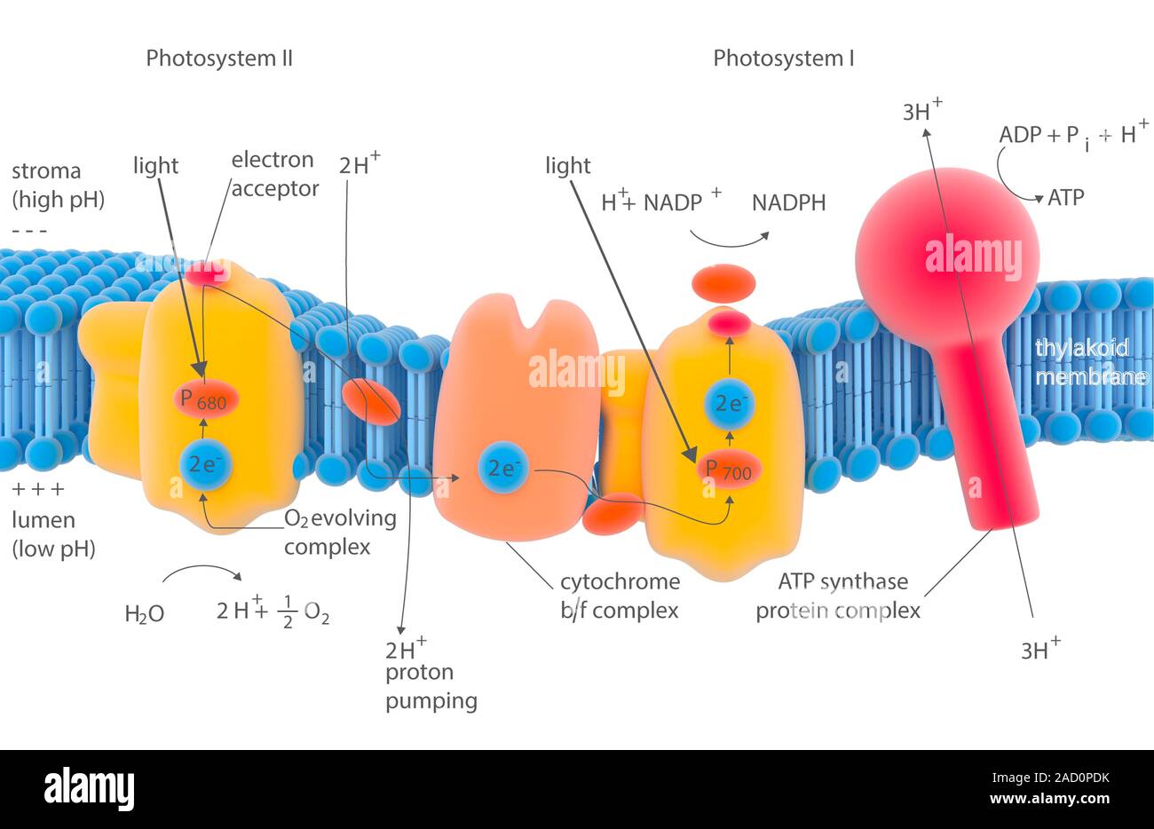 Photosynthesis photosystems. Illustration of Photosystem I (right) and ...