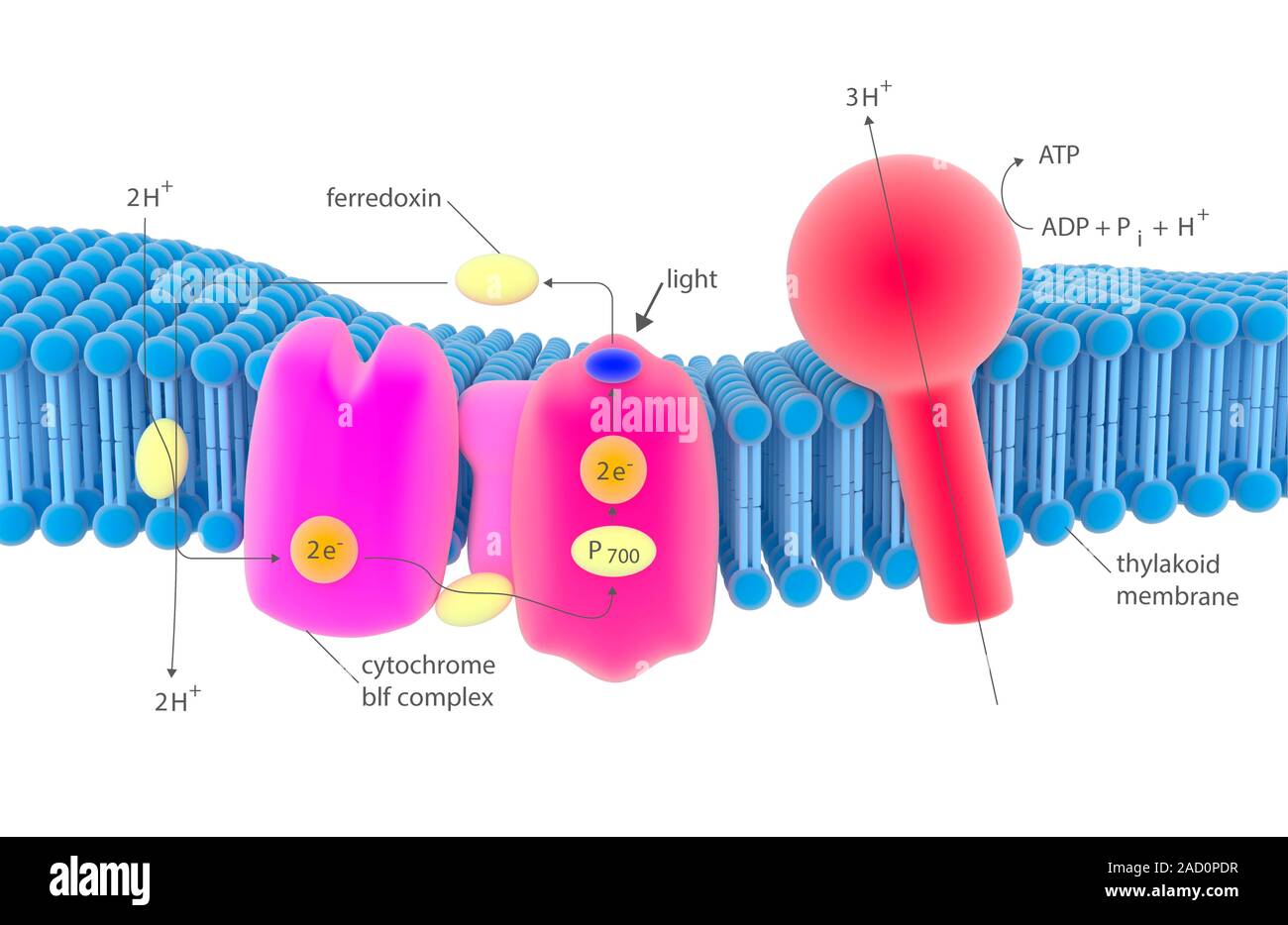 Photosynthesis electron transport complex. Illustration of cyclic ...