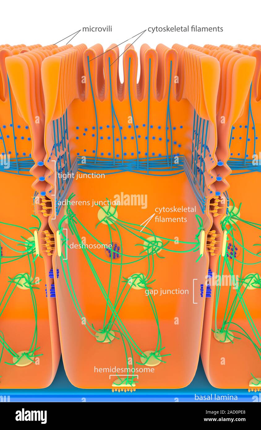 Intestinal cell junctions. Illustration of an intestinal epithelial ...