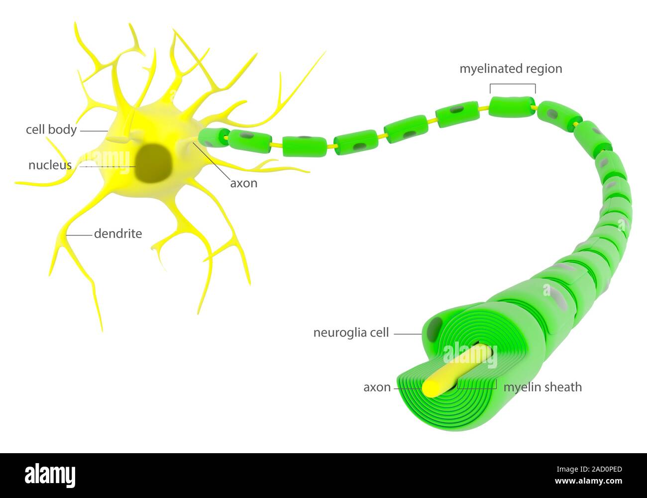 Myelinated neuron anatomy. Illustration of the structure of a nerve cell body (yellow, upper ...