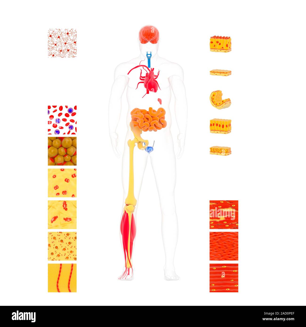 Human body tissue types. Illustration of a human body and its basic ...