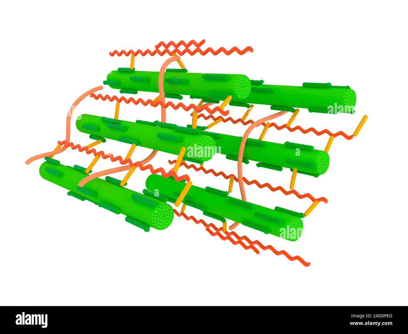 Cell wall microstructure. Illustration of the molecules and materials ...