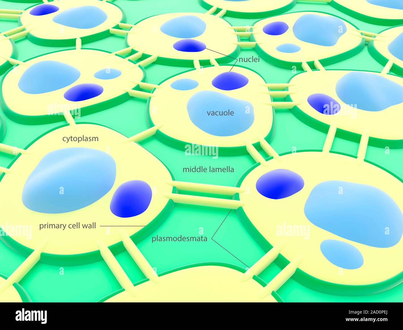 Plant cell connections. Illustration of plants cells and the ...