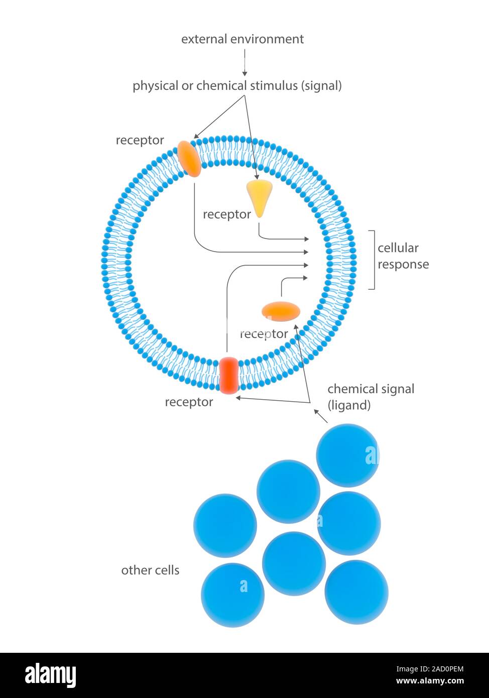 Cell response mechanisms. Illustration showing the ways that a cell ...