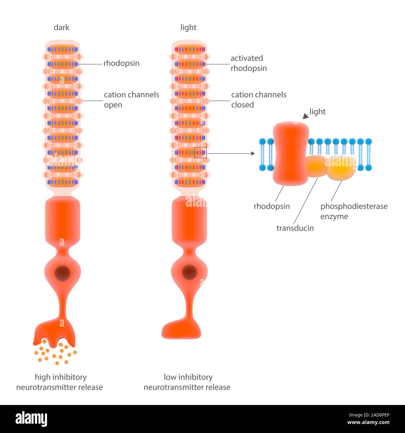 Retinal photoreceptor cell. Illustration of a photoreceptor cell in the ... Retinal photoreceptor cell. Illustration of a photoreceptor cell in the ...