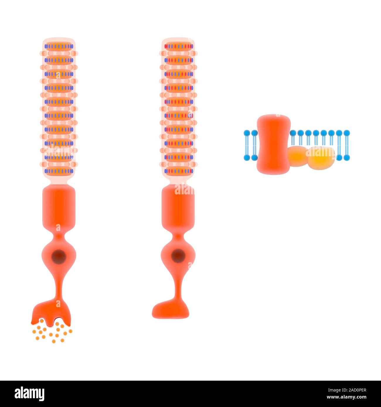 Retinal photoreceptor cell. Illustration of a photoreceptor cell in the ...