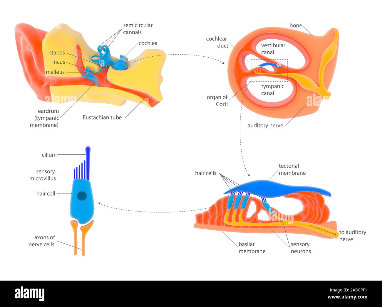 Ear and cochlear anatomy. Illustration of the human ear (upper left ...