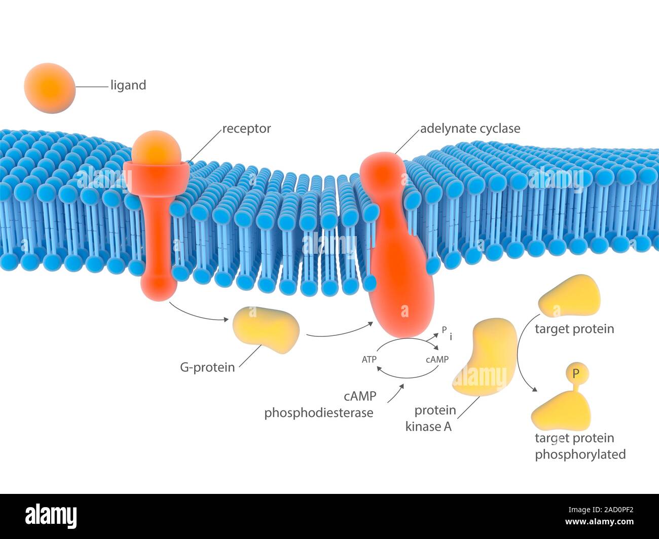 G-protein-linked receptor. Illustration of G-protein-mediated ...