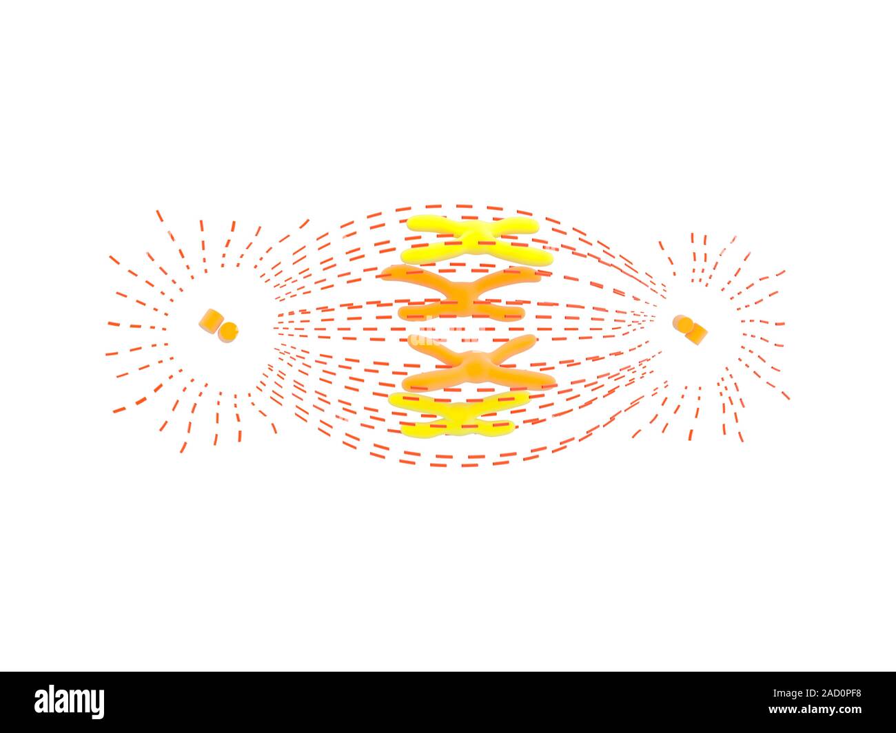 Metaphase in cell division. Illustration of a cell in the metaphase ...