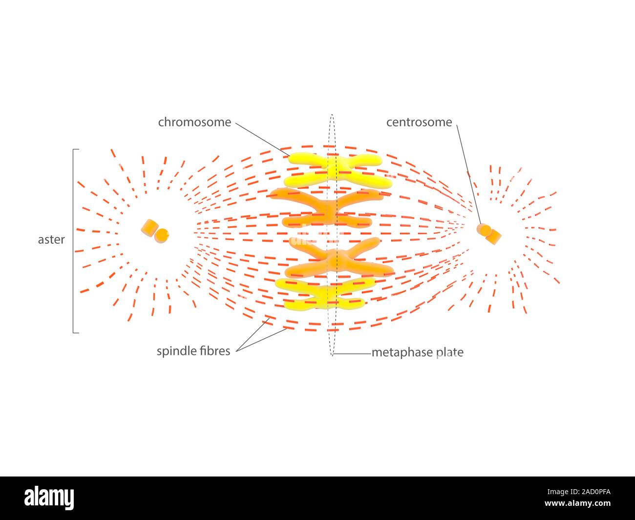 Metaphase in cell division. Illustration of a cell in the metaphase ...