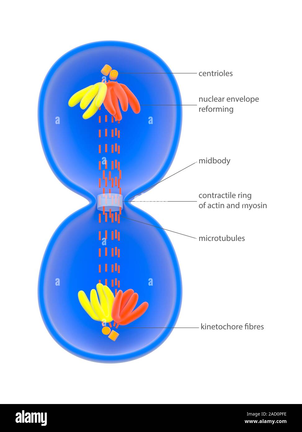 Cytokinesis in animal cells. Illustration of cytokinesis, the final ...