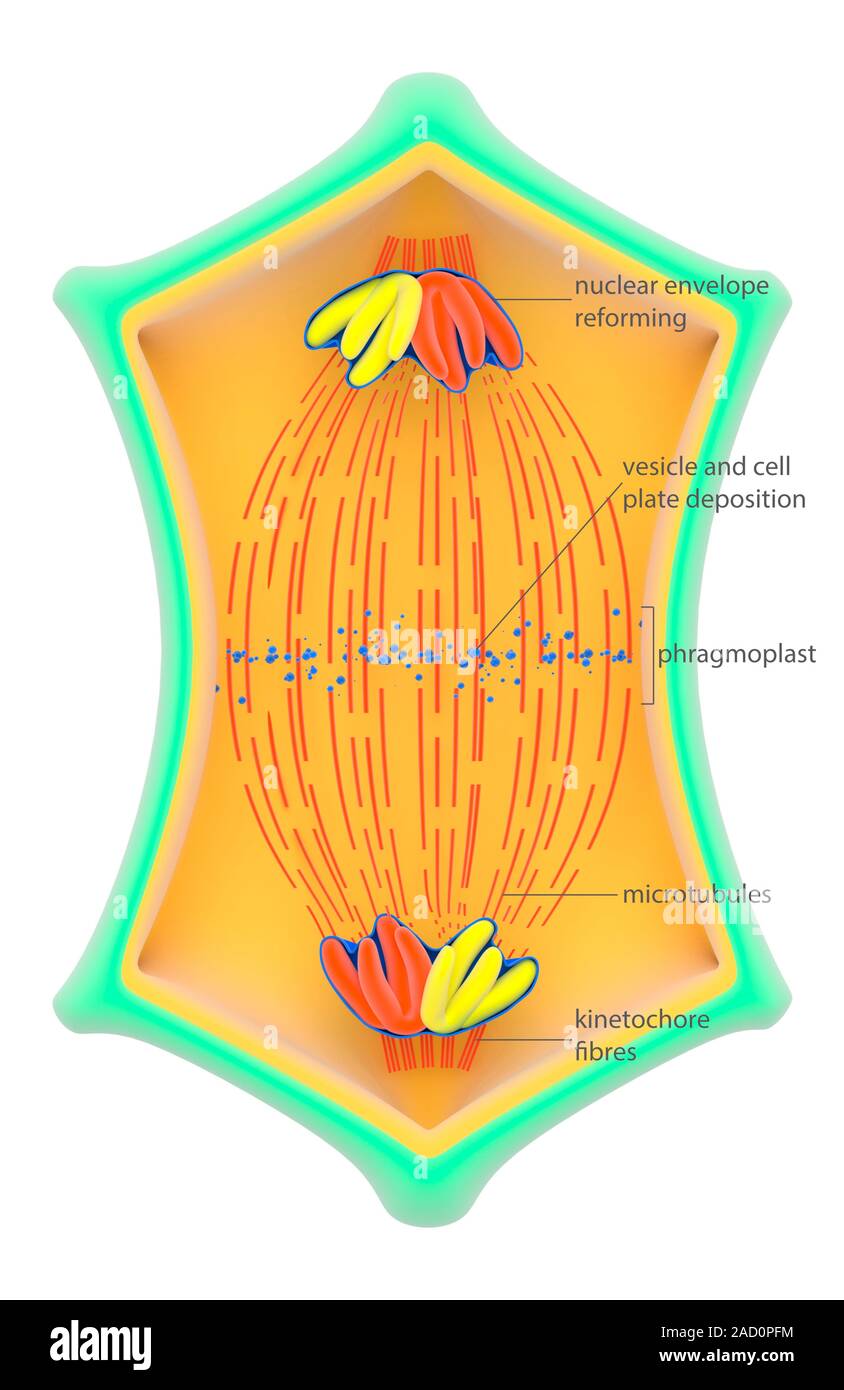 Cytokinesis in plant cells. Illustration of cytokinesis, the final ...