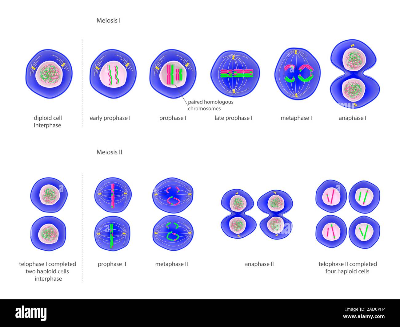 Meiosis cell division. Illustration of the stages of meiosis, where a ...