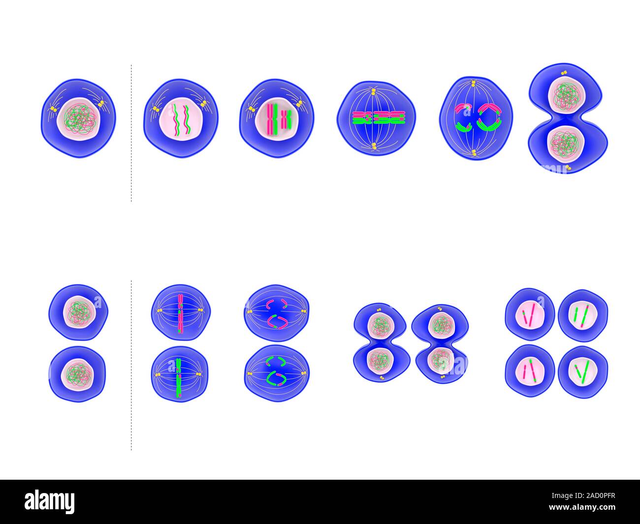 Meiosis cell division. Illustration of the stages of meiosis, where a cell with a double set of ...