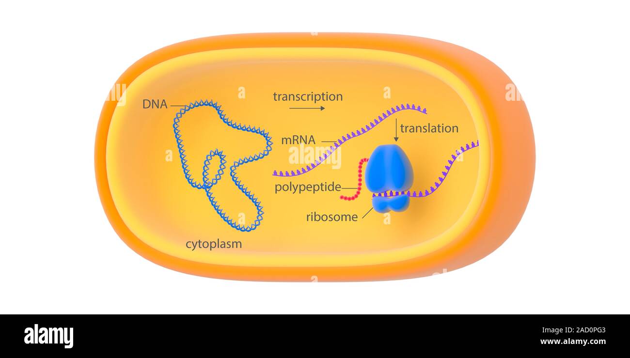 Bacterial Gene Expression Illustration Showing Where The Key Processes Of Gene Expression Occur