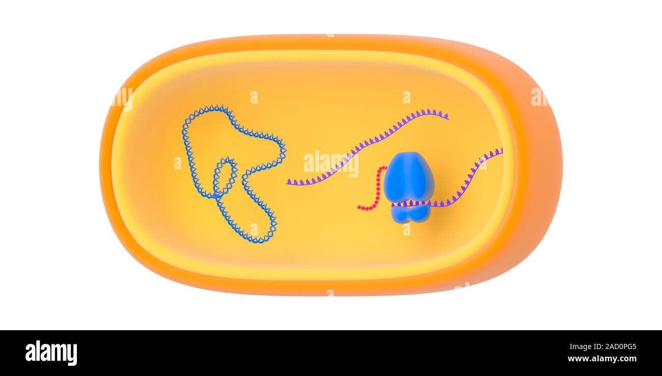 Bacterial gene expression. Illustration showing where the key processes ...