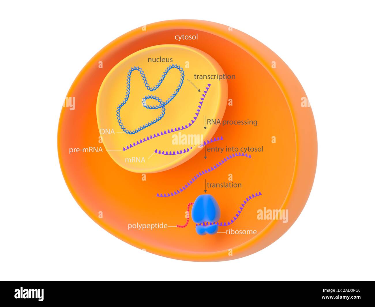 Eukaryotic Gene Expression Illustration Showing Where The Key