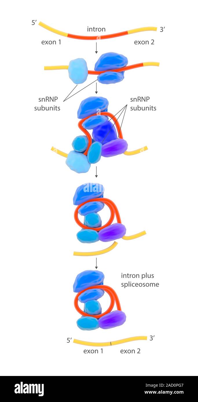 Pre-RNA splicing mechanism. Illustration of the mechanism by which ...