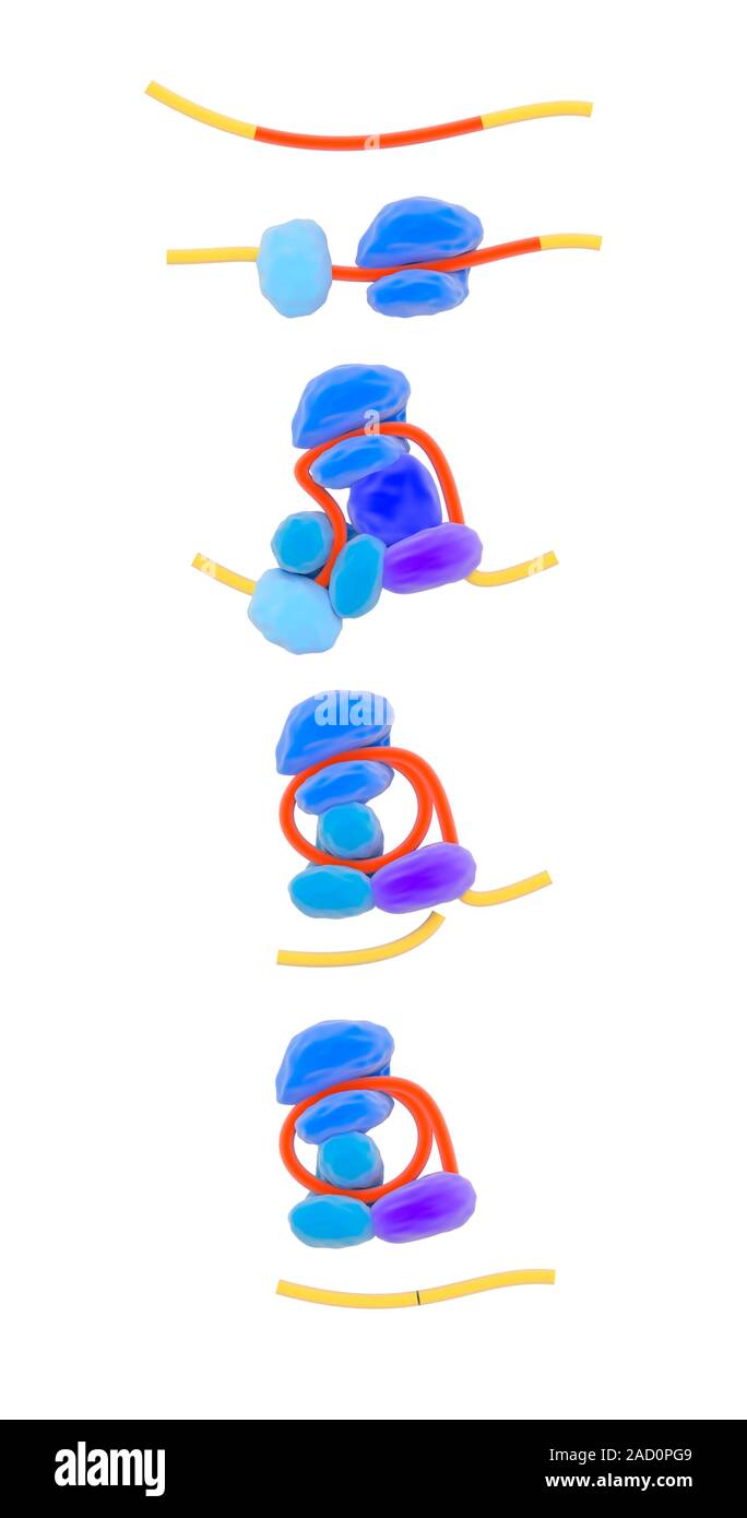 Pre-RNA splicing mechanism. Illustration of the mechanism by which ...